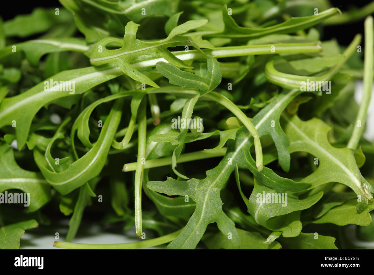 Rocket salad leaves hi-res stock photography and images - Alamy