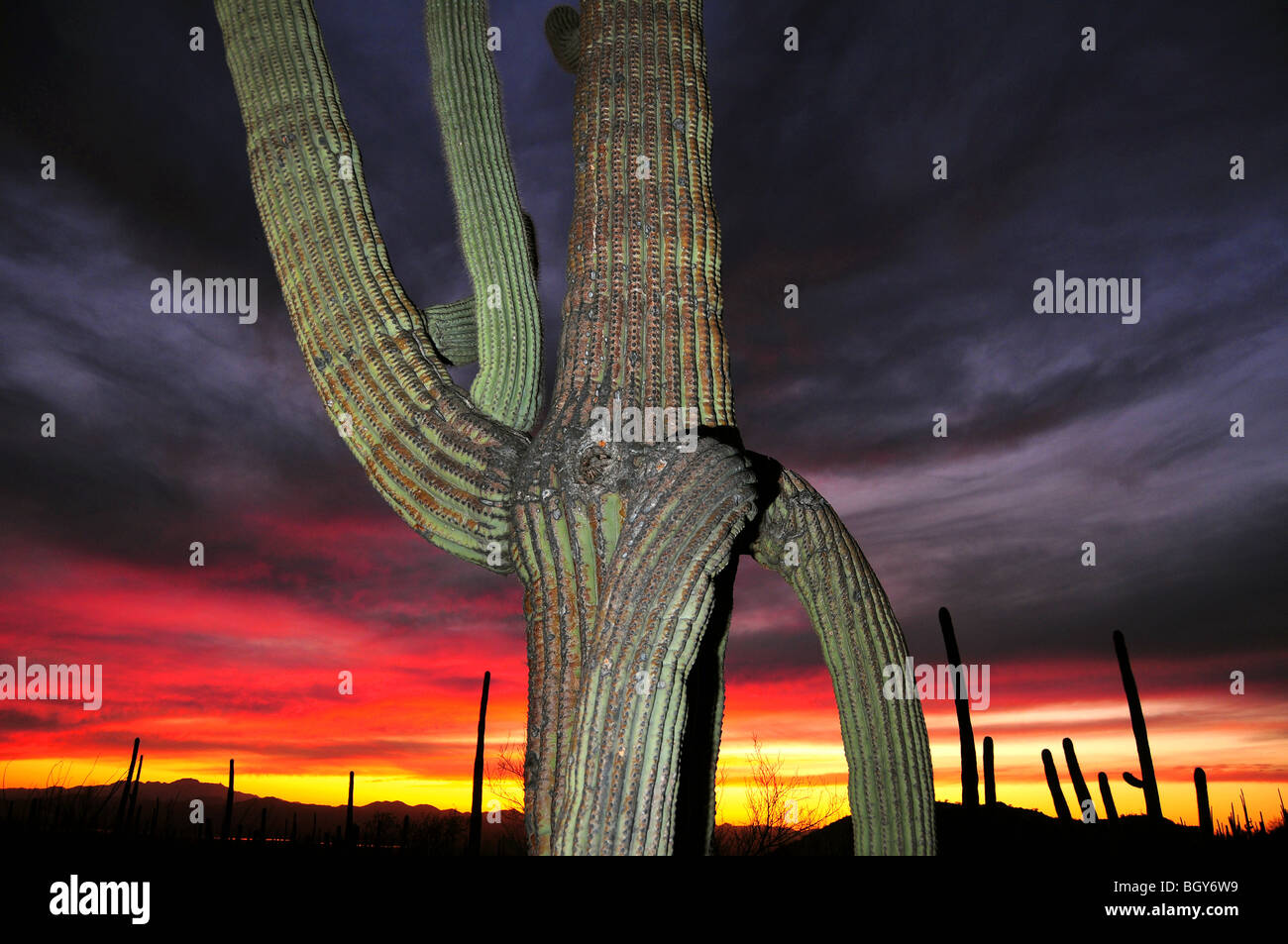 Saguaro cactus (Carnegiea gigantea) along Bajada Loop Drive in Saguaro ...