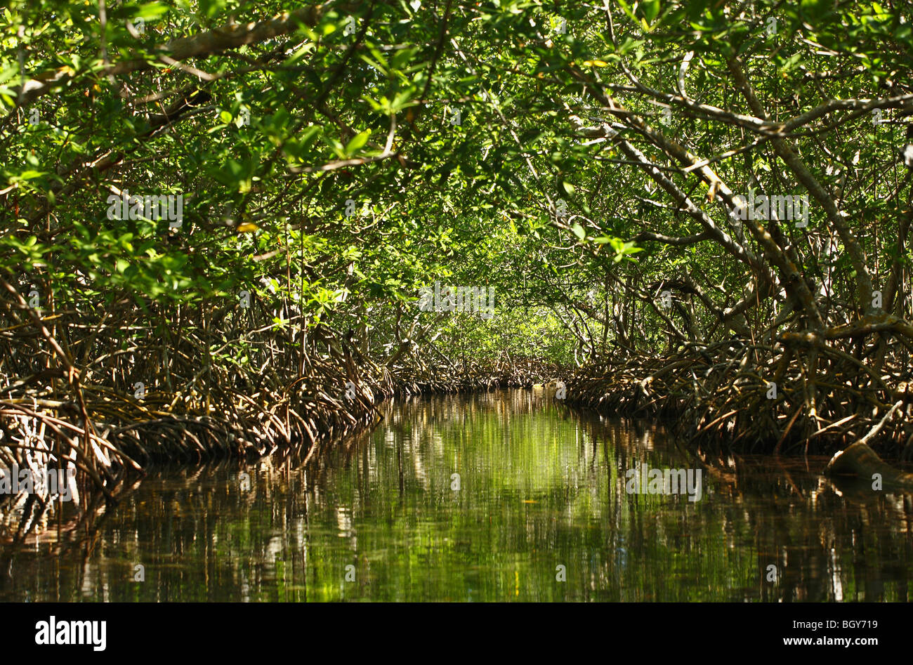 mangrove swamp on Utila, Bay islands, Honduras Stock Photo - Alamy