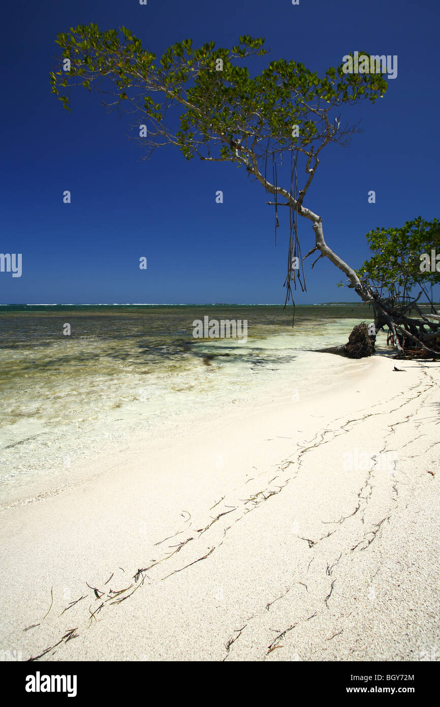 mangrove swamp surrounding Rock Harbour, Utila, Bay Islands, Honduras ...