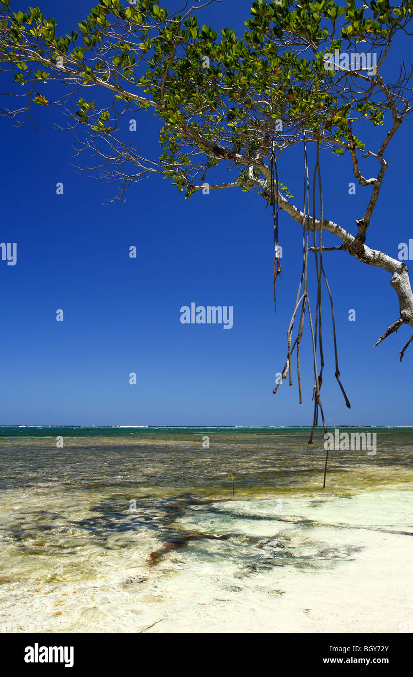 mangrove swamp surrounding Rock Harbour, Utila, Bay Islands, Honduras ...