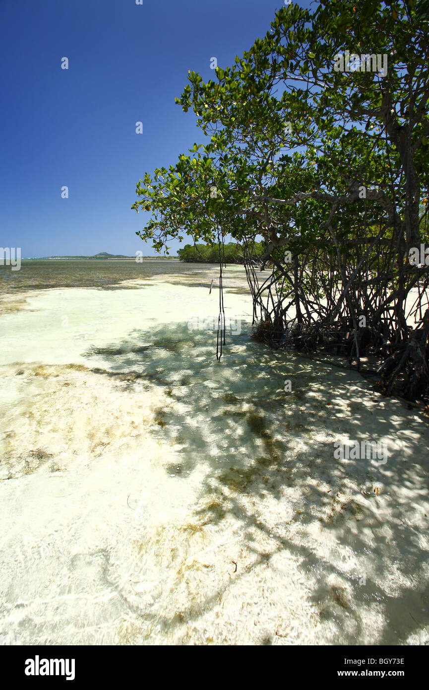 mangrove swamp surrounding Rock Harbour, Utila, Bay Islands, Honduras ...