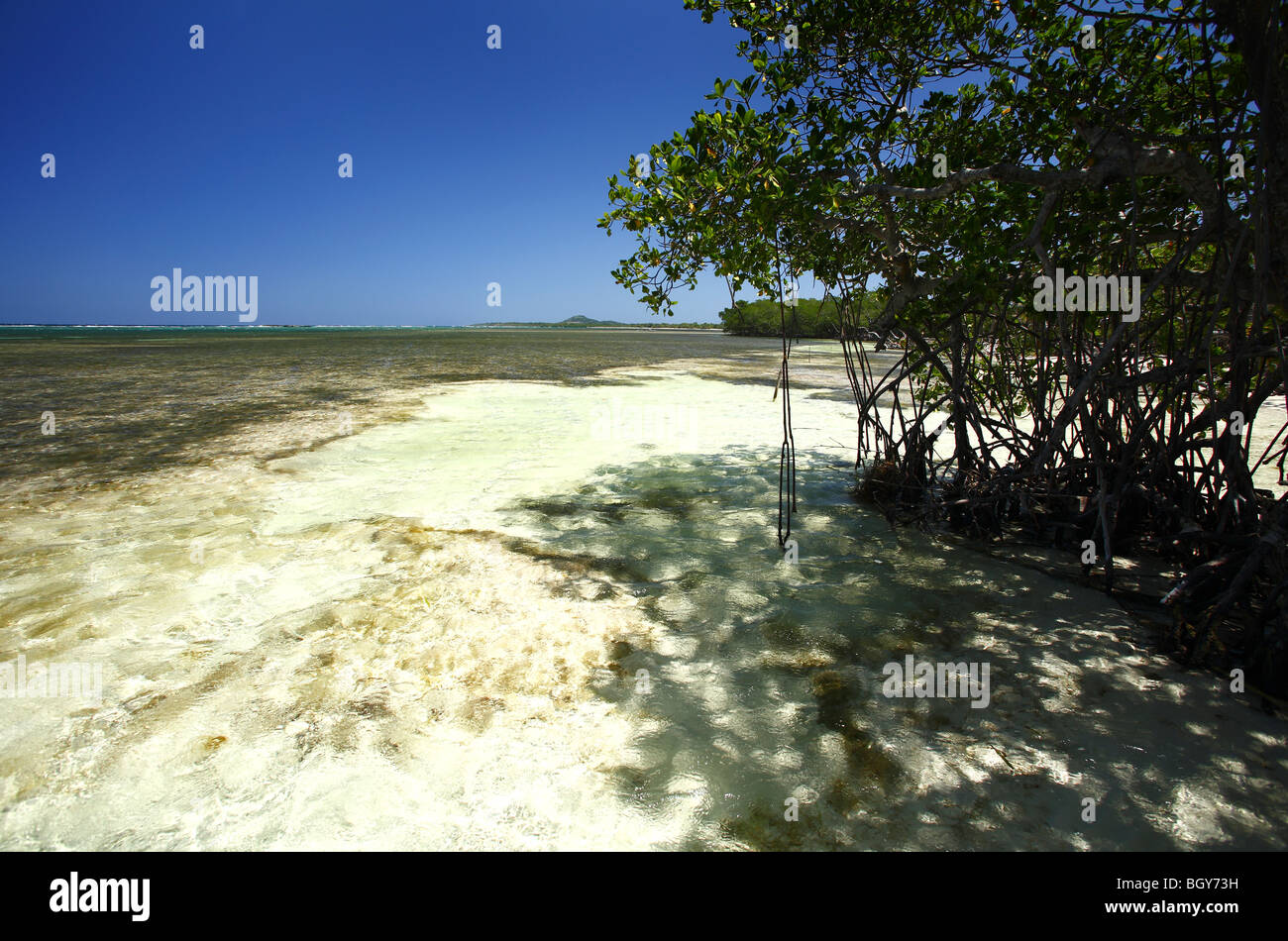 mangrove swamp surrounding Rock Harbour, Utila, Bay Islands, Honduras ...