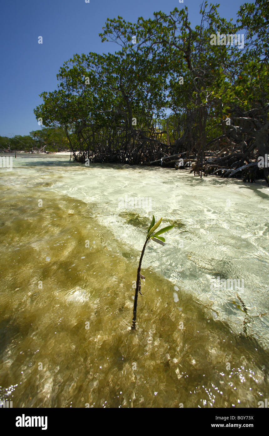 mangrove swamp surrounding Rock Harbour, Utila, Bay Islands, Honduras ...