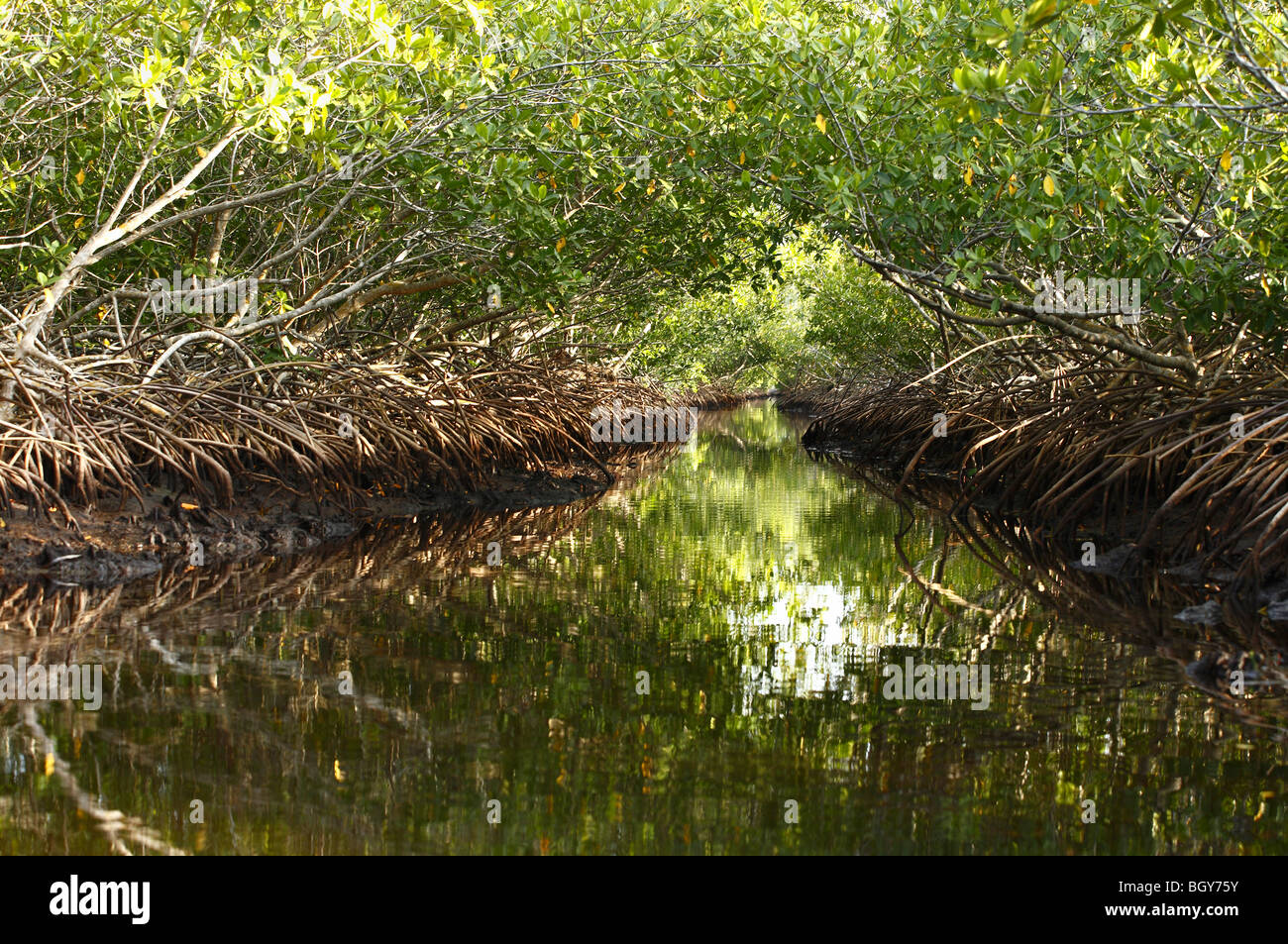 Swamp honduras hi-res stock photography and images - Alamy