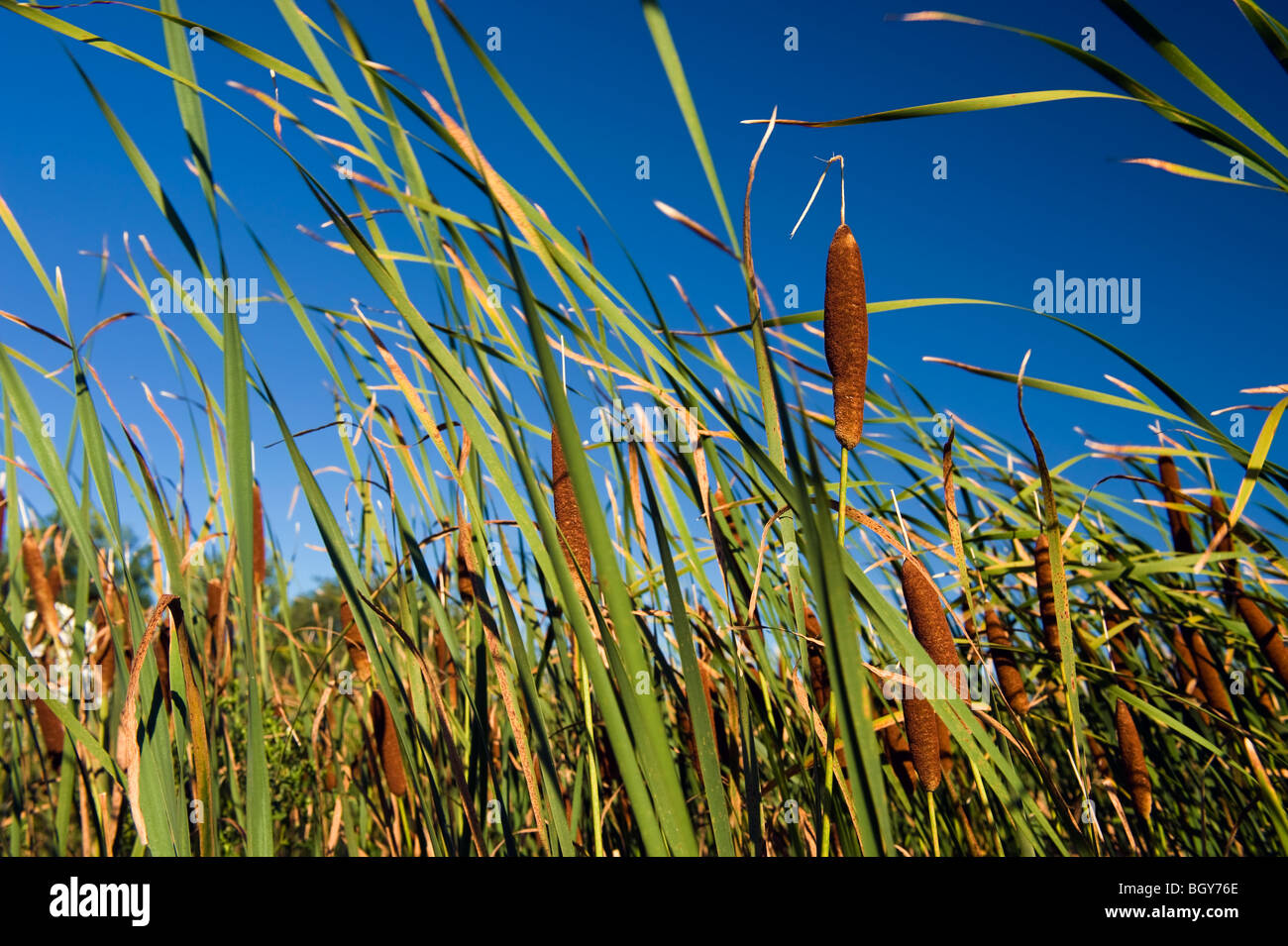 Typha latifolia flower hi-res stock photography and images - Alamy