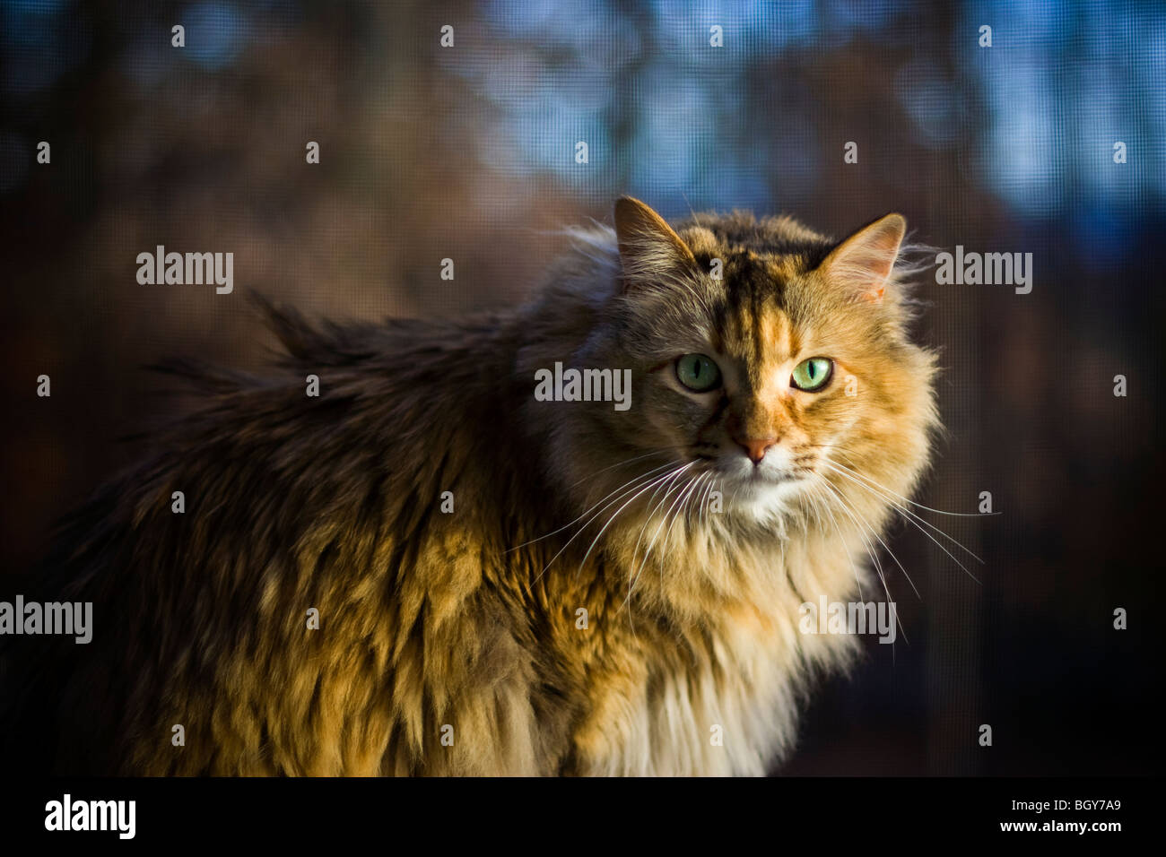 A pretty tan colored cat with green eyes staring right at the camera ...