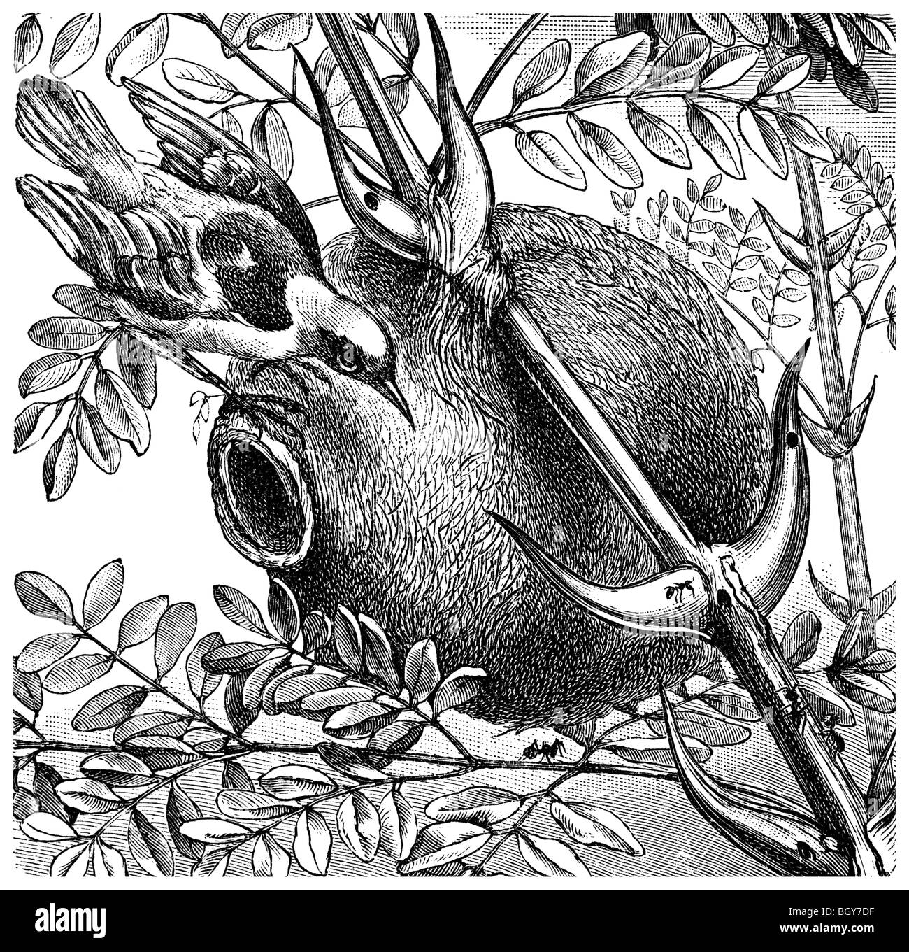 Bird and ant in symbiosis Stock Photo - Alamy