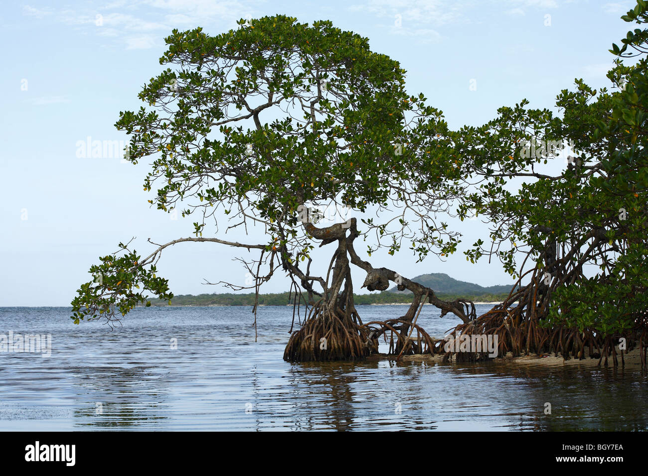 mangrove swamp surrounding Rock Harbour, Utila, Bay Islands, Honduras ...