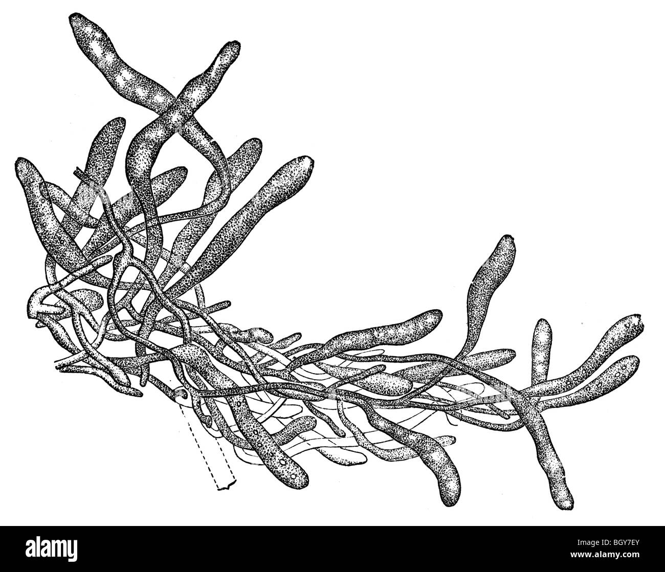 Gaster ants Black and White Stock Photos & Images - Alamy