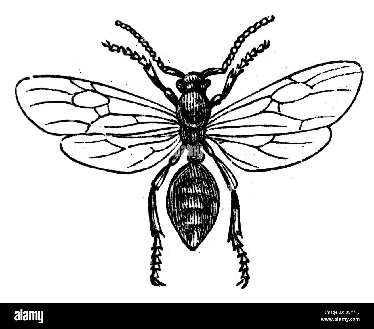 Oecodoma cephalotus, ant Stock Photo - Alamy