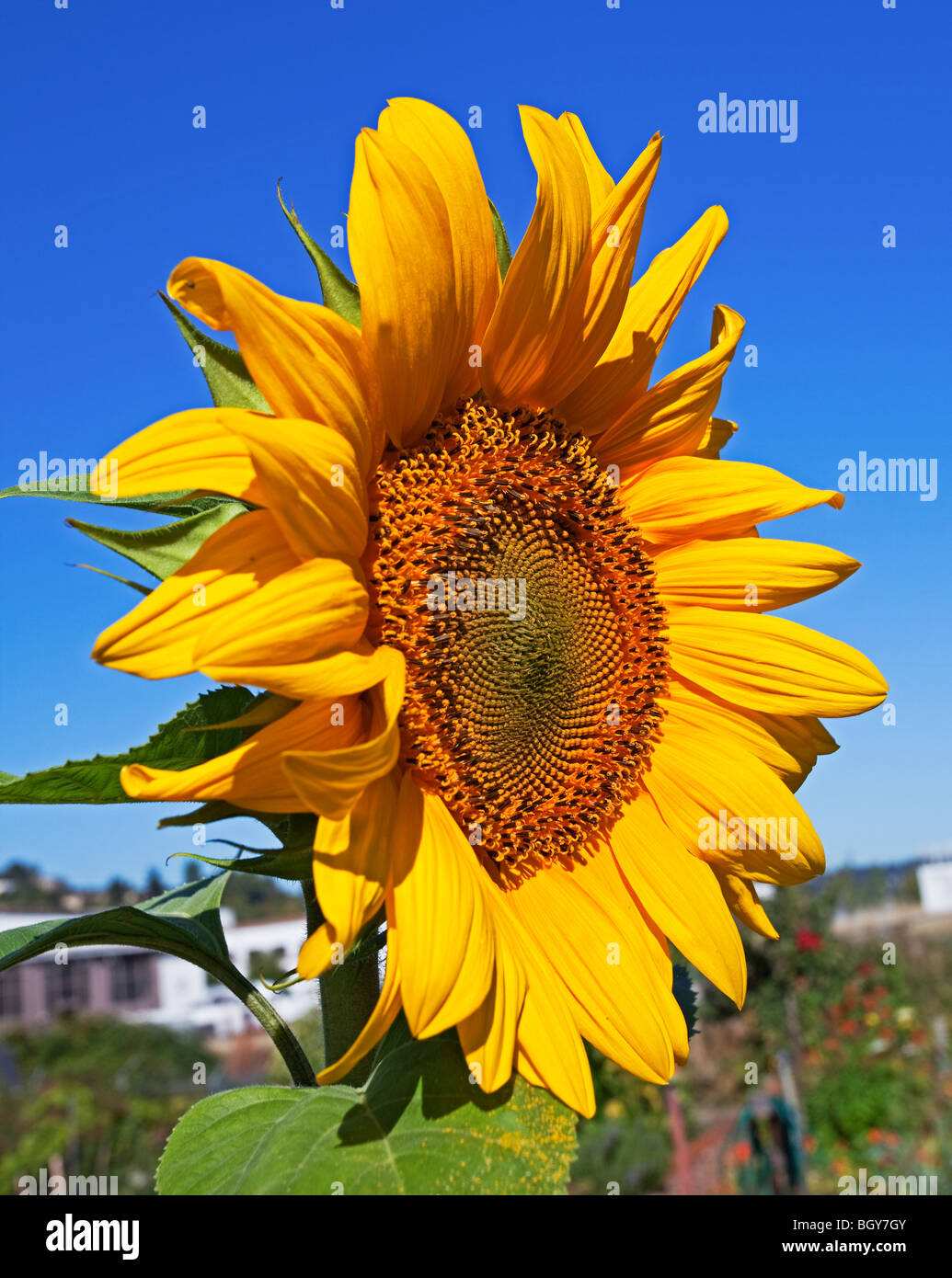 sunflower in full bloom Stock Photo - Alamy