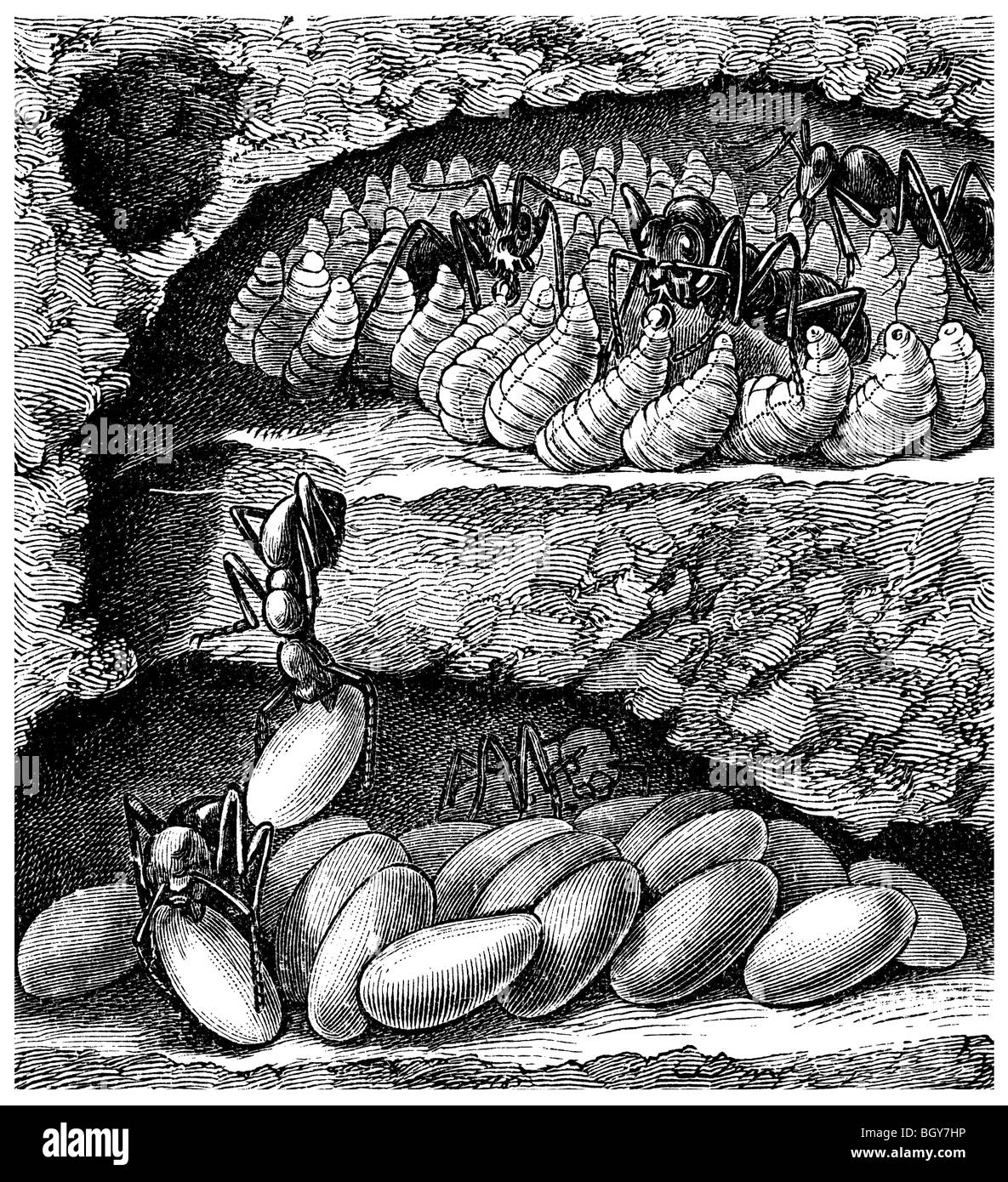 Lasius niger nest Black and White Stock Photos & Images - Alamy