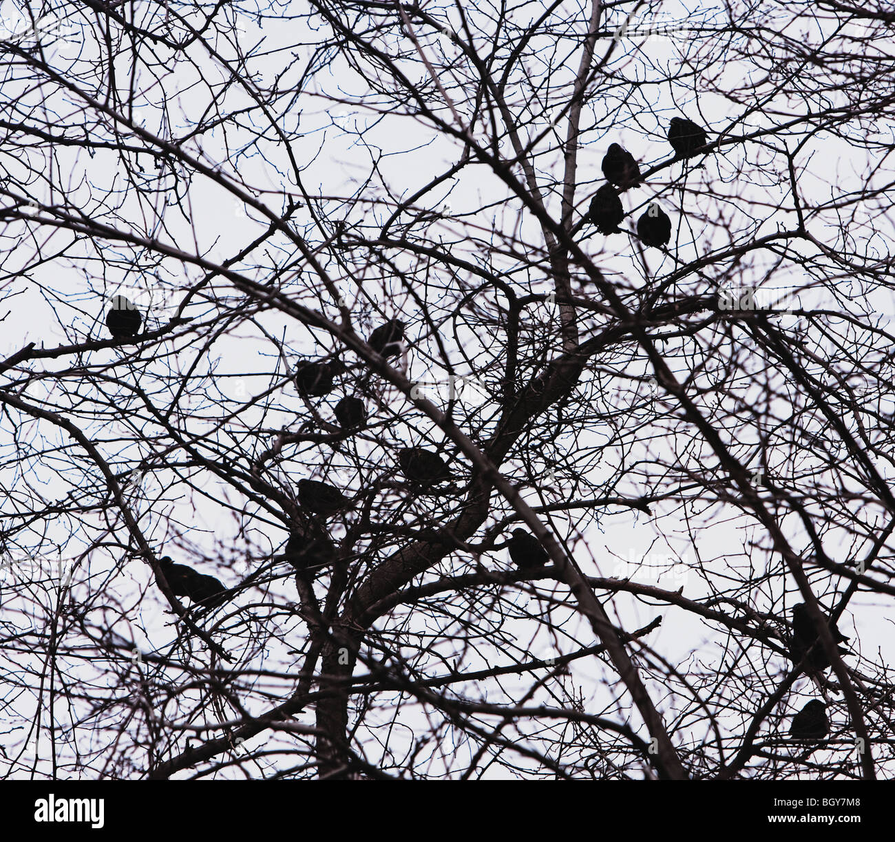 Eerie trees leafless branches hi-res stock photography and images - Alamy