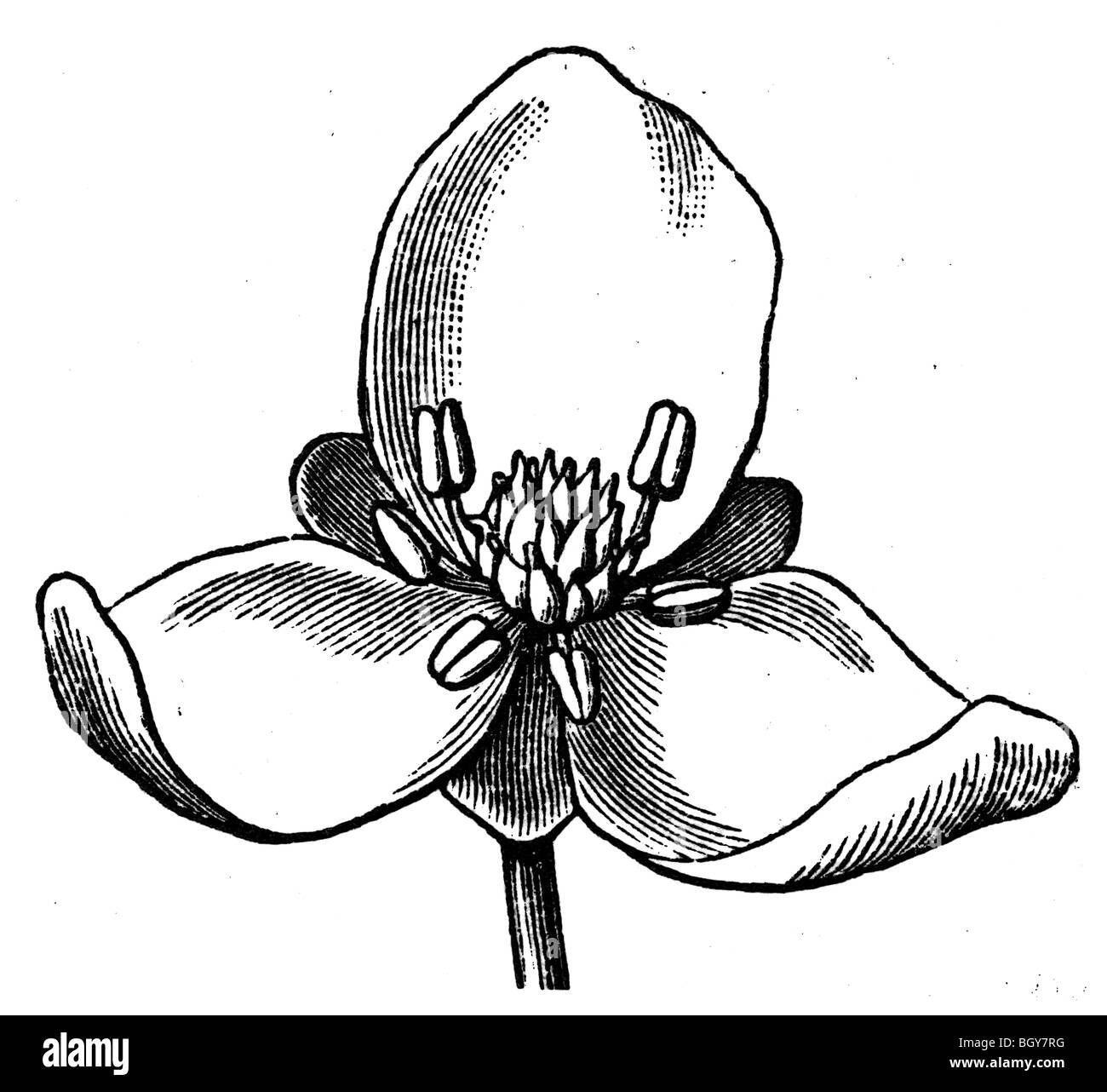 Illustration of two plant species Black and White Stock Photos & Images ...