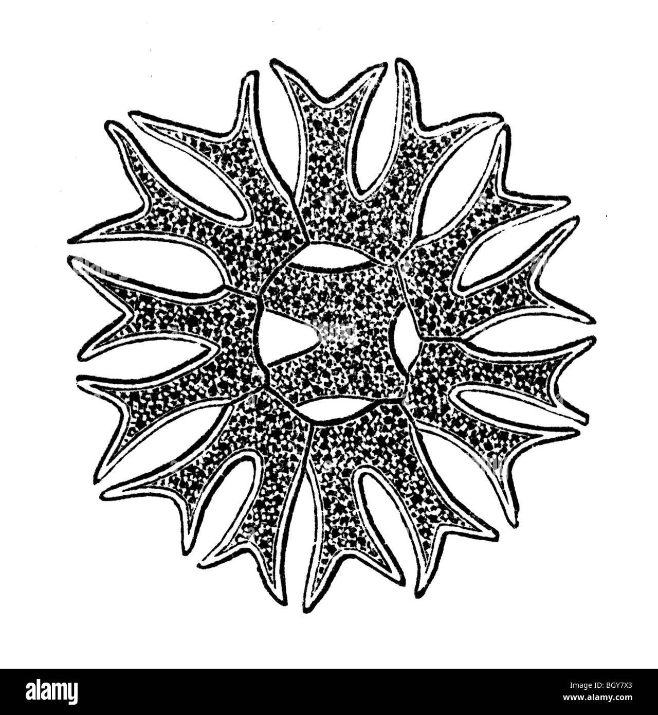 Pediastrum hi-res stock photography and images - Alamy