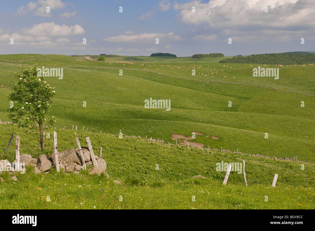 Aubrac landscape, France Stock Photo - Alamy