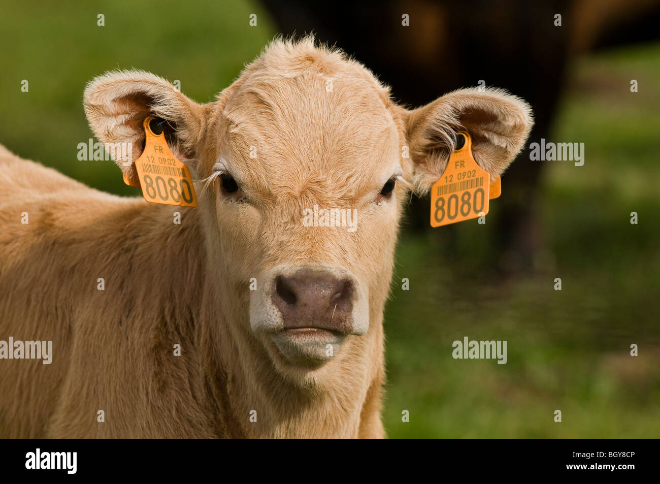 Livestock identification hi-res stock photography and images - Alamy