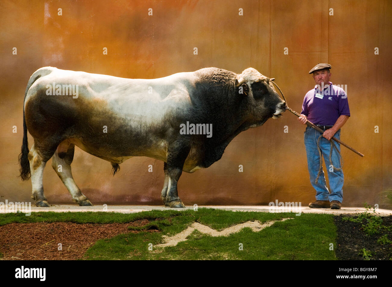 Bull winner Gasconne breed Stock Photo - Alamy