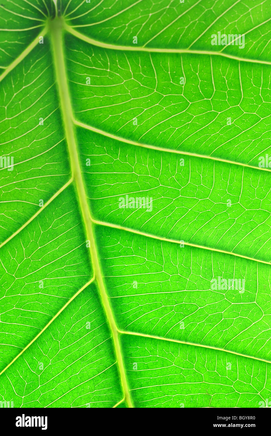 Close up image of green leaf showing detail surface texture Stock Photo ...