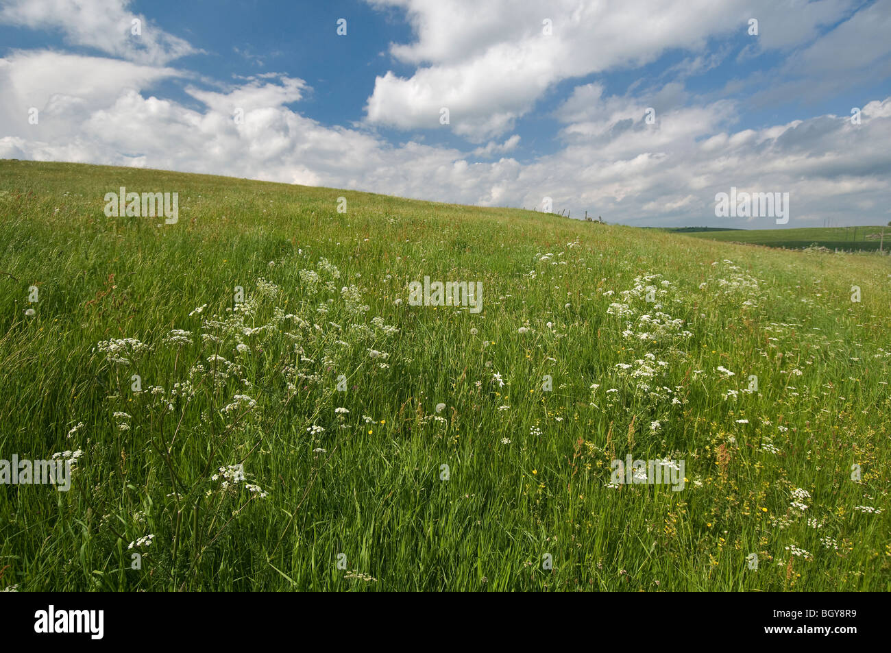 Meadow overview hi-res stock photography and images - Alamy