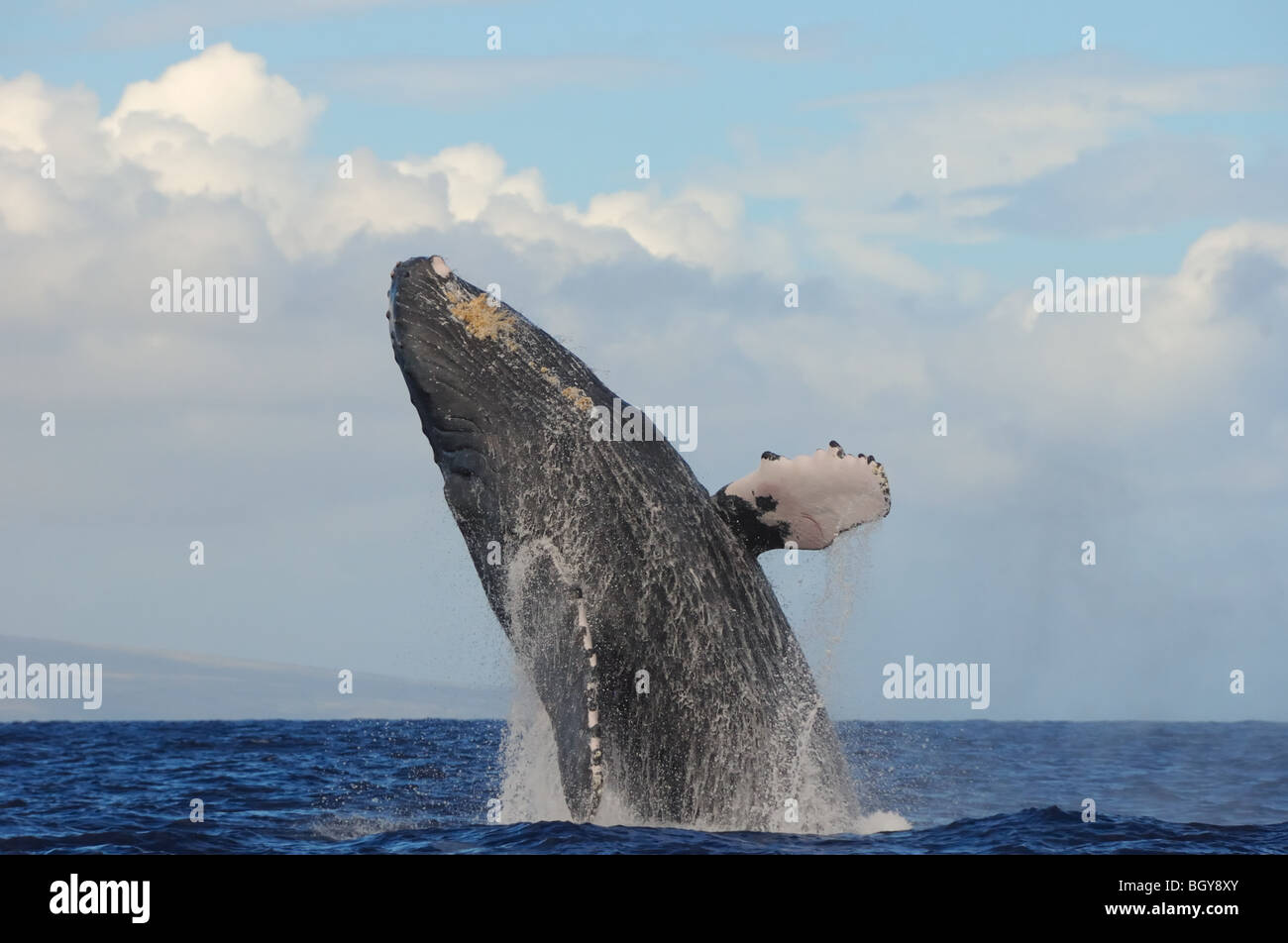 Humpback Whale Breaching With Molokai Clouds In The Background Stock