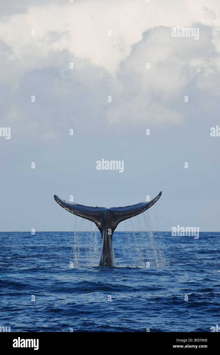 Middle School Whale Tail