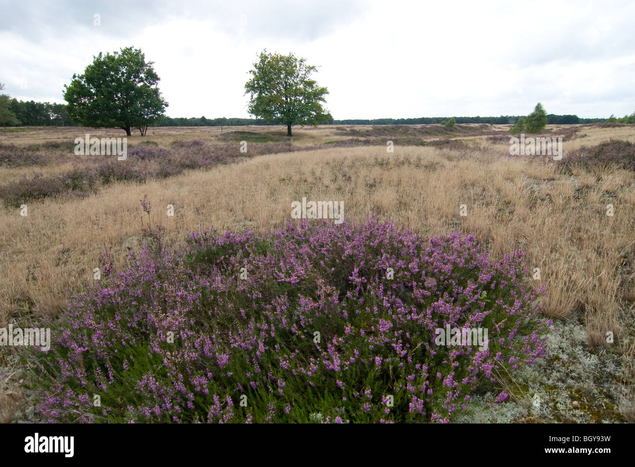 Vegetation heath shrubs hi-res stock photography and images - Alamy