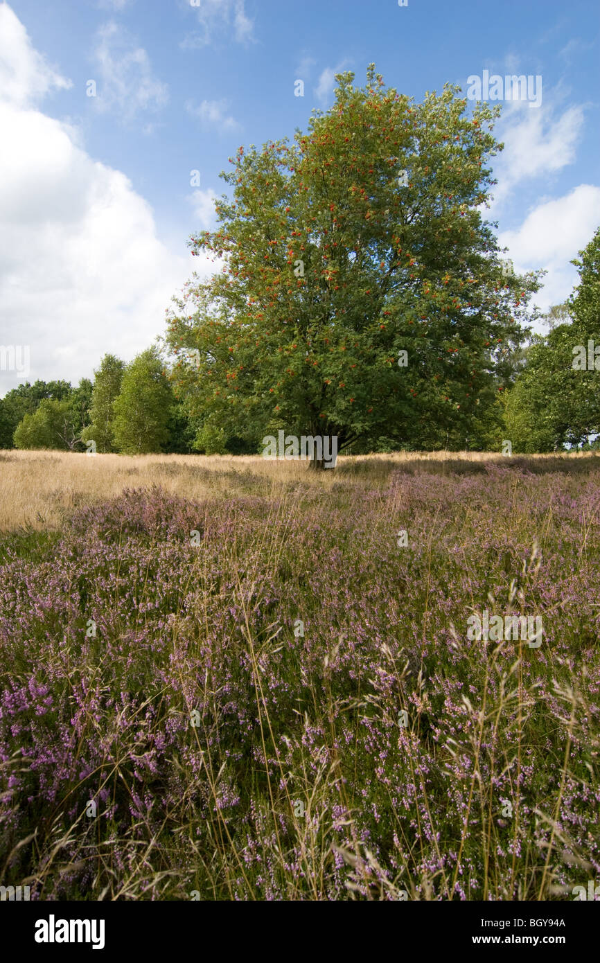 Vegetation heath shrubs hi-res stock photography and images - Alamy