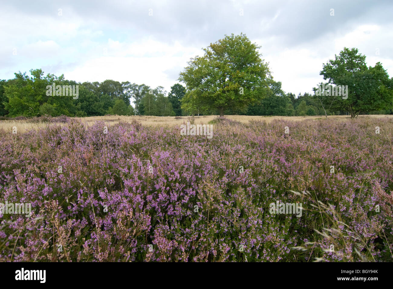 Heath plants hi-res stock photography and images - Alamy