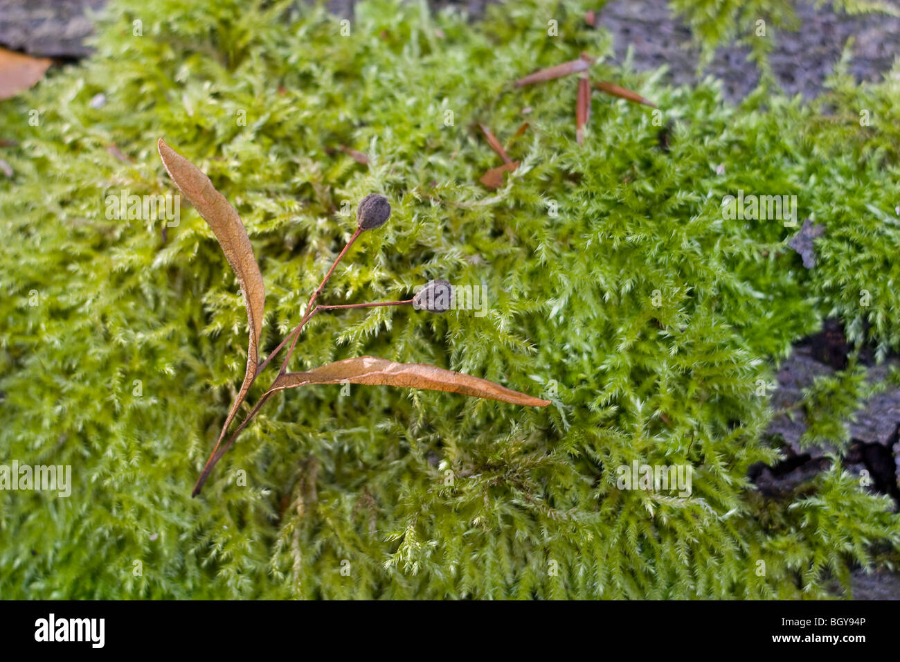 Mosses do not have seeds hi-res stock photography and images - Alamy