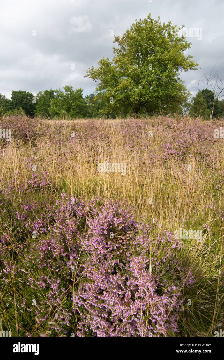 Vegetation heath shrubs hi-res stock photography and images - Alamy