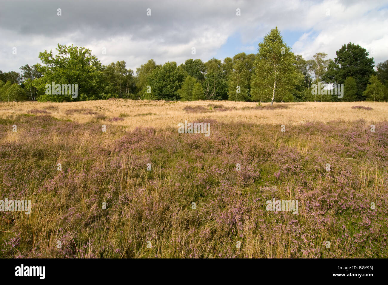 Grass and heath hi-res stock photography and images - Alamy