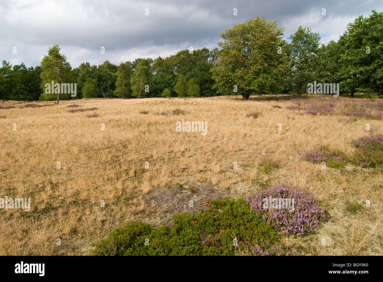 Heath leaf hi-res stock photography and images - Alamy