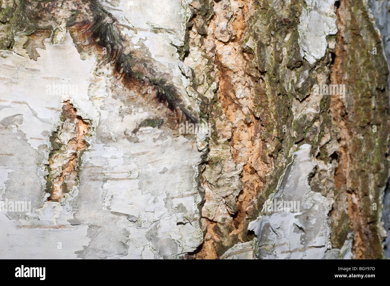 Barks details hi-res stock photography and images - Alamy