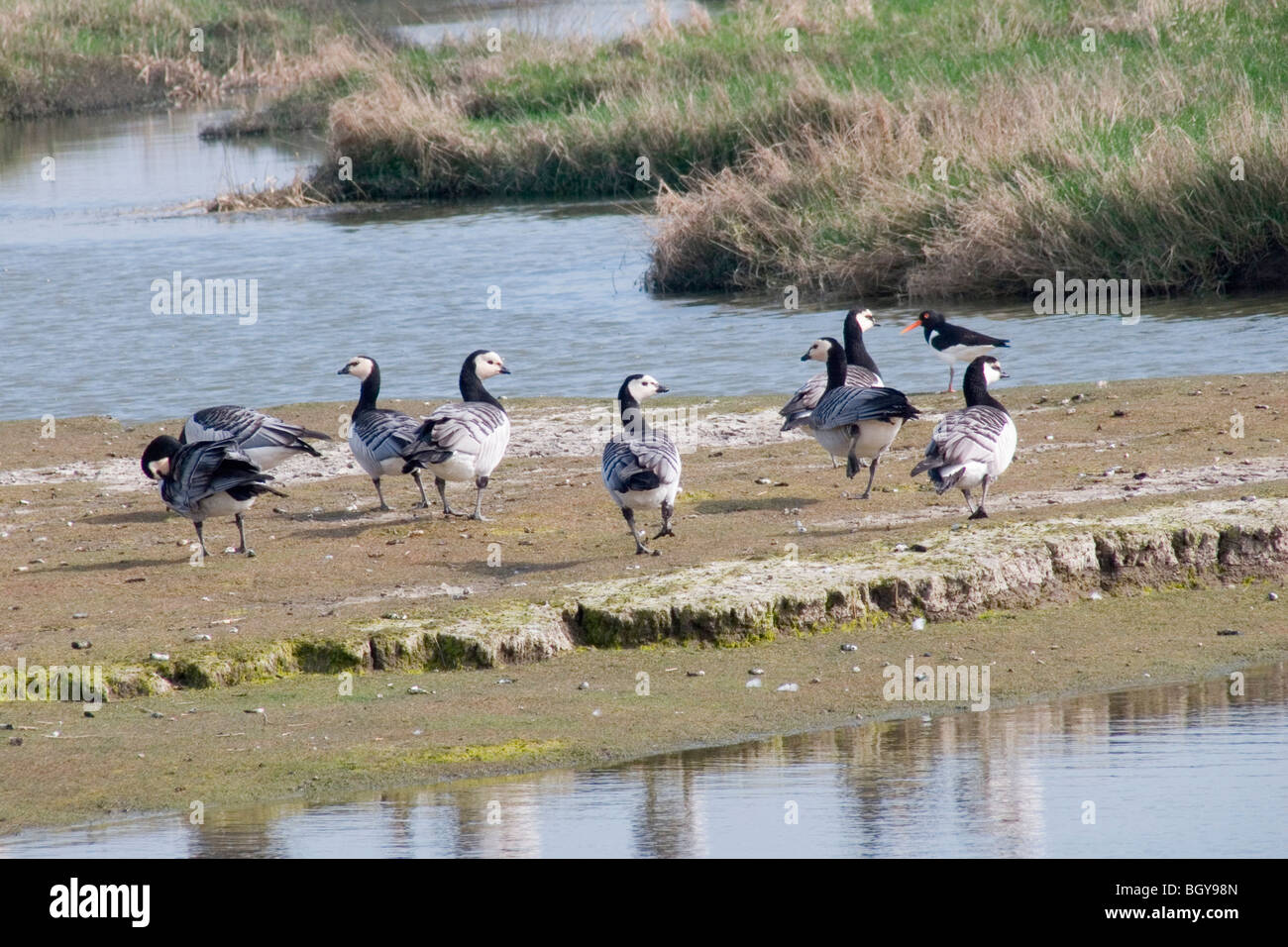 German geese hi-res stock photography and images - Alamy