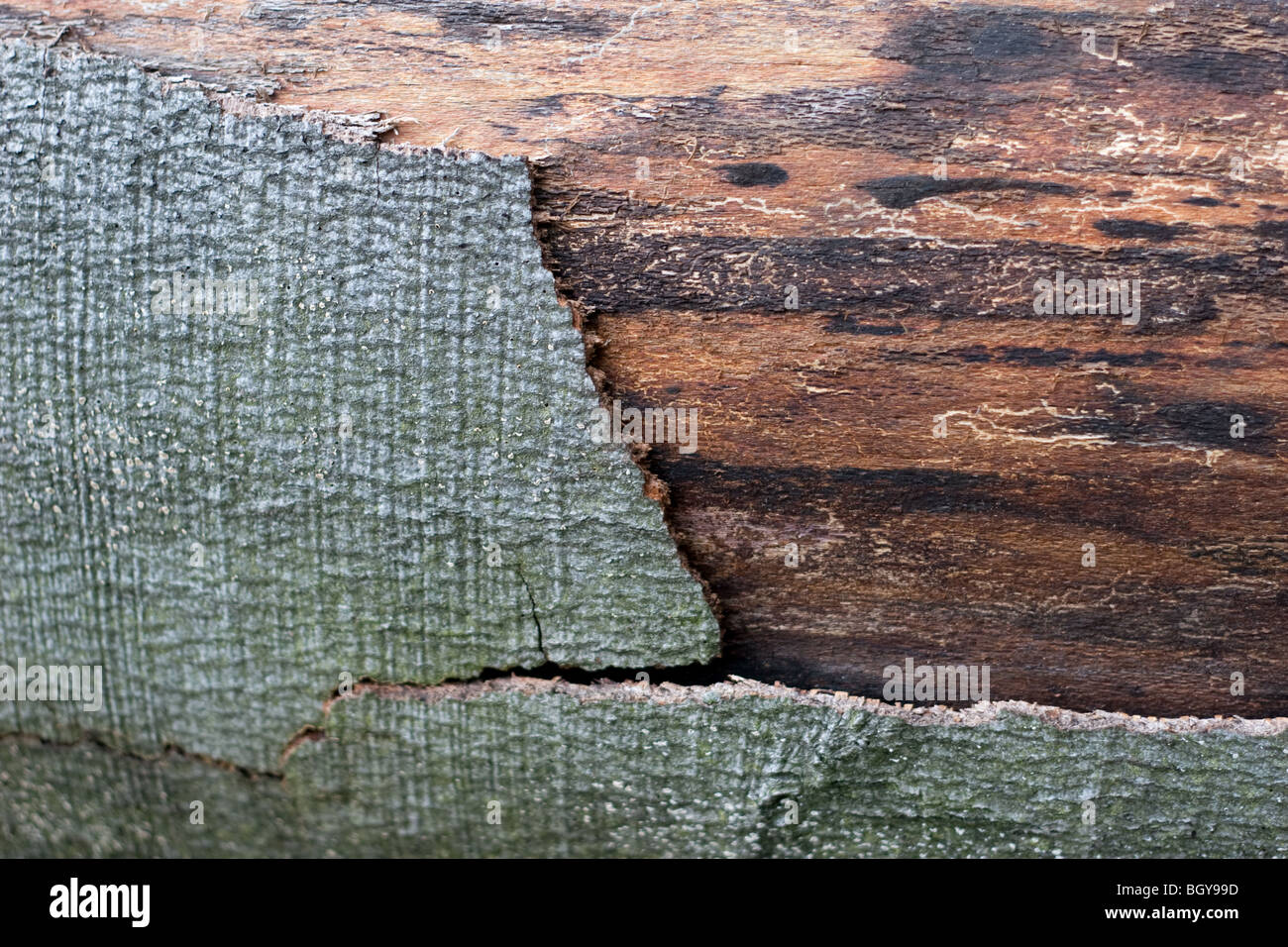 Broken beech tree hi-res stock photography and images - Alamy