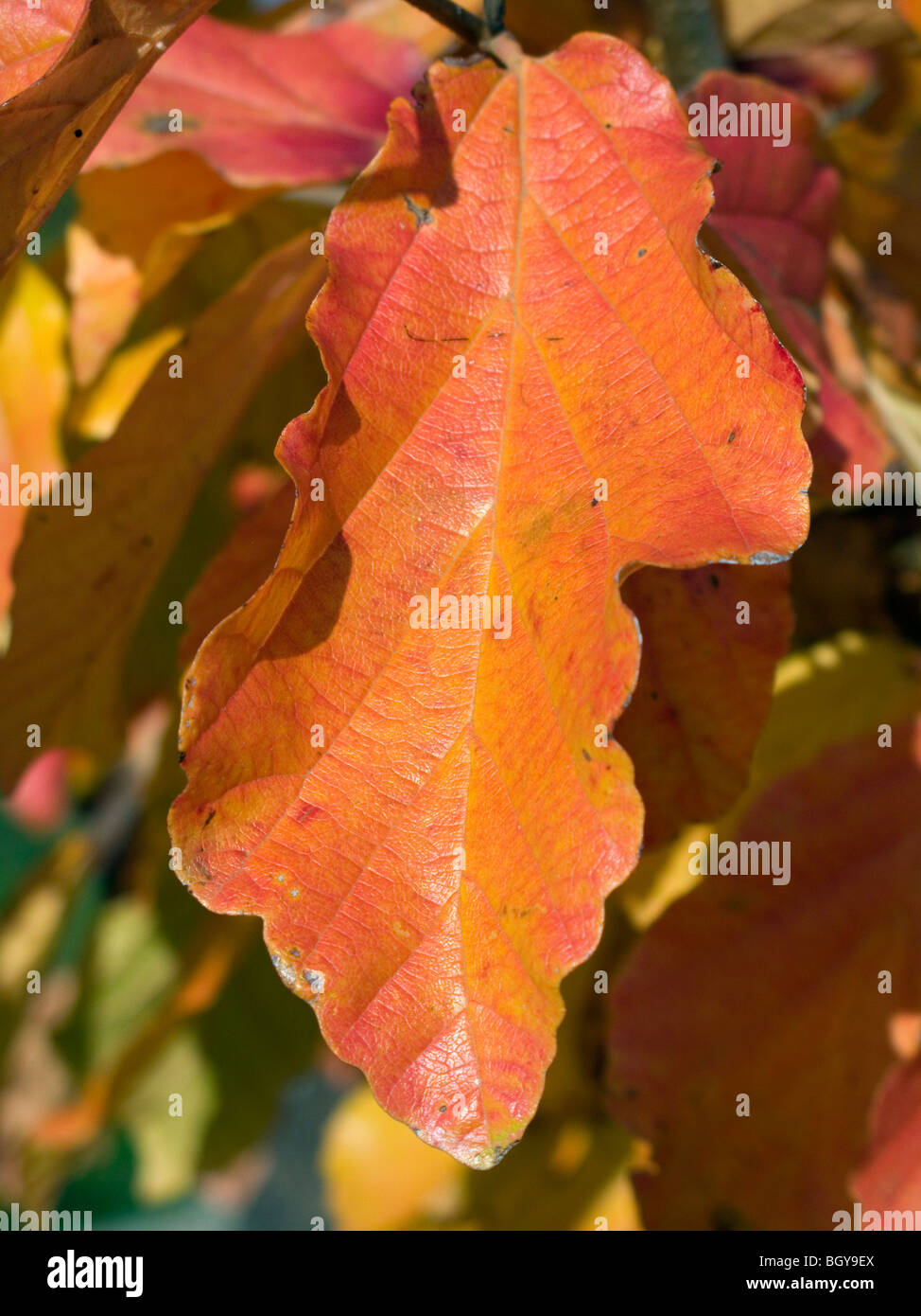 Lower sheet hi-res stock photography and images - Alamy