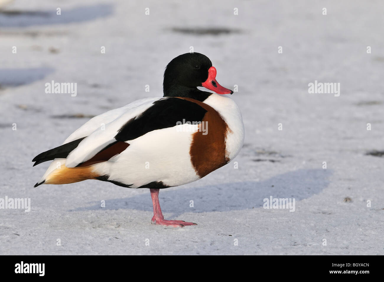 Black and white shelduck hi-res stock photography and images - Alamy