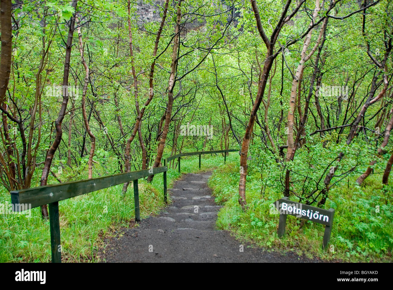 Forest iceland hi-res stock photography and images - Alamy