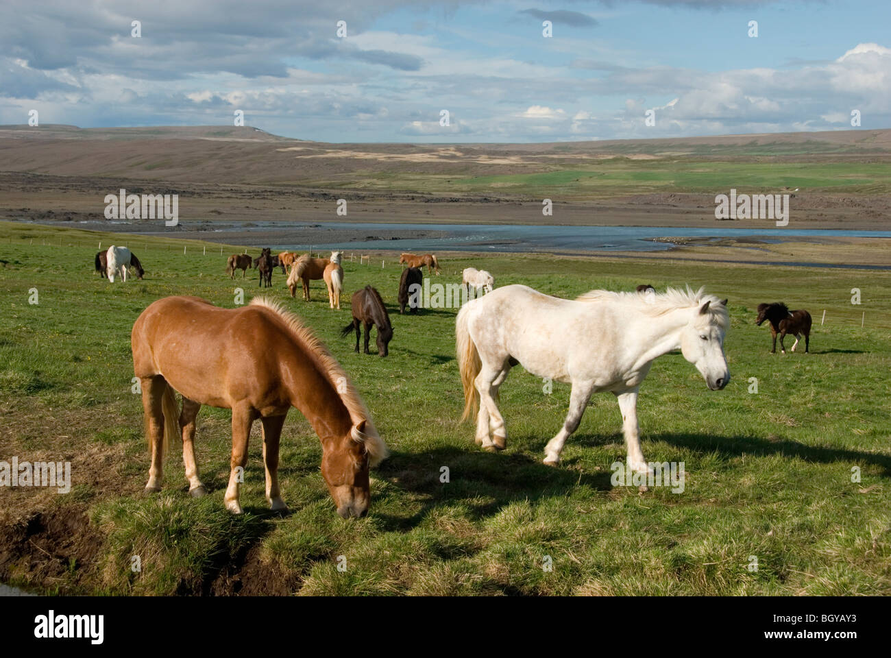 Hordes of horses hi-res stock photography and images - Alamy