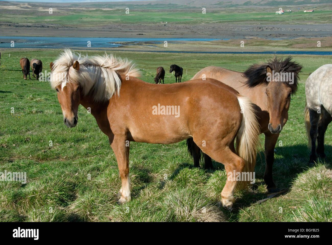 Hordes of horses hi-res stock photography and images - Alamy