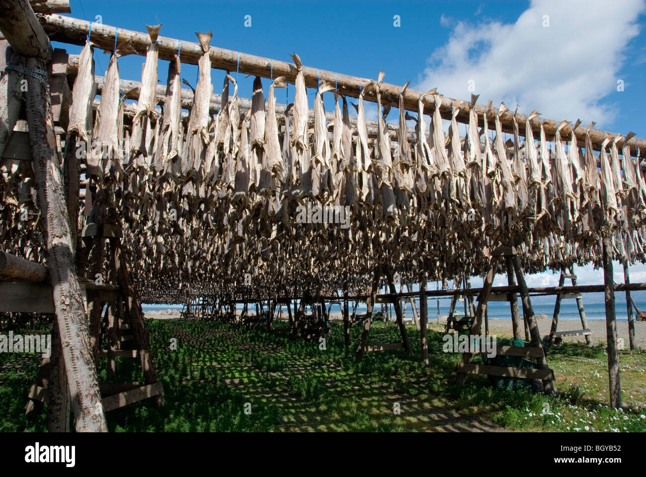 Dried fish iceland europe hi-res stock photography and images - Alamy