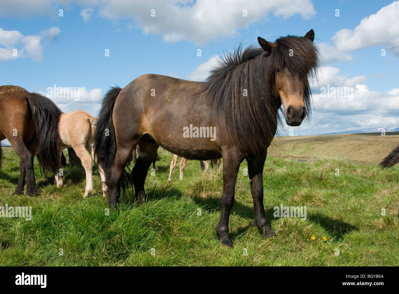 Hordes of horses hi-res stock photography and images - Alamy