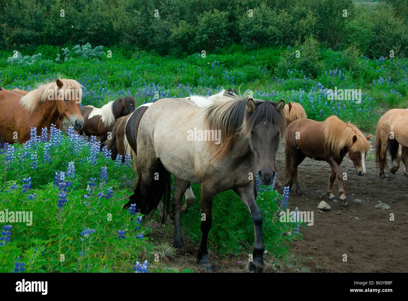 Hordes Of Horses High Resolution Stock Photography and Images - Alamy