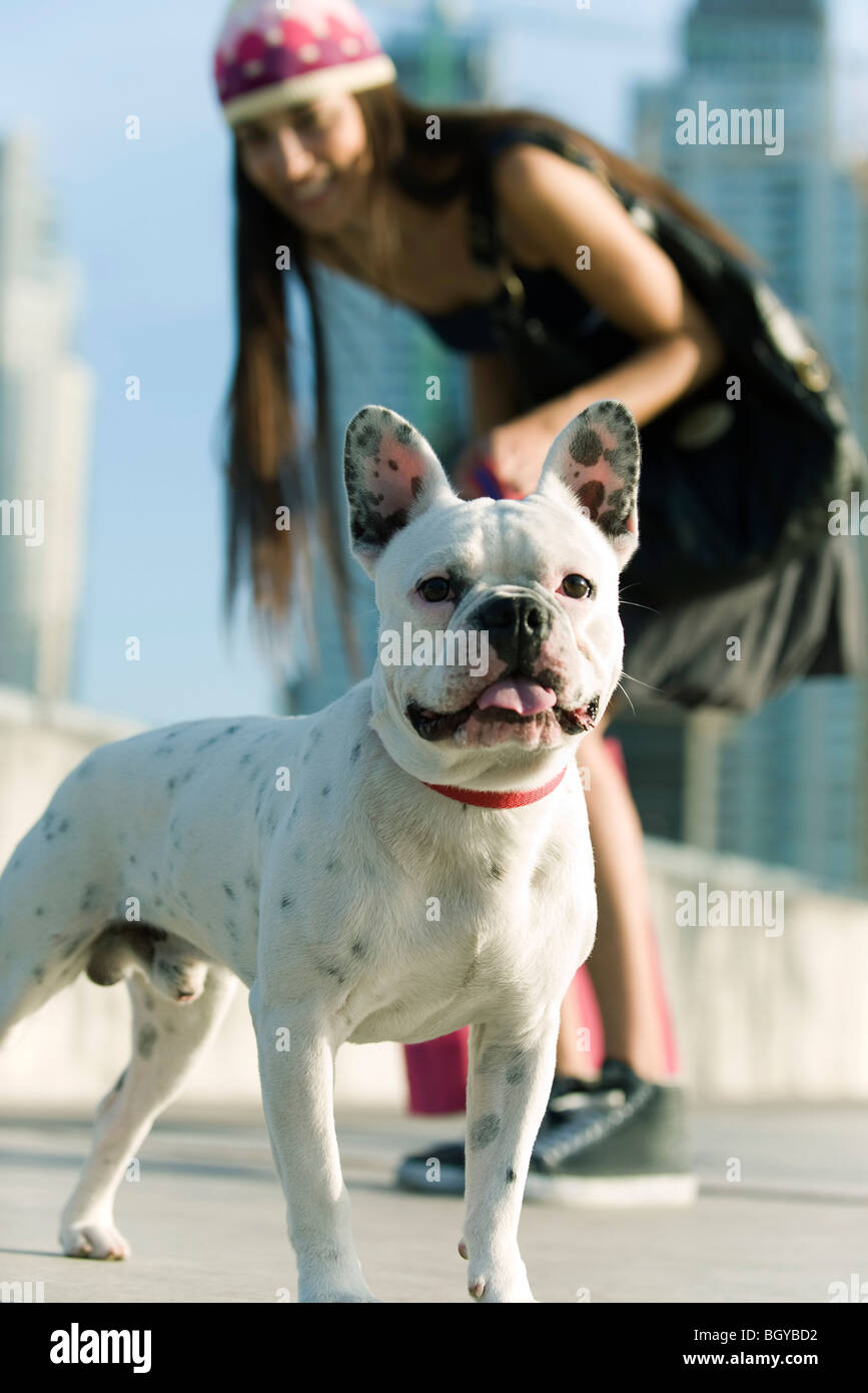 Dog looking at camera hi-res stock photography and images - Alamy
