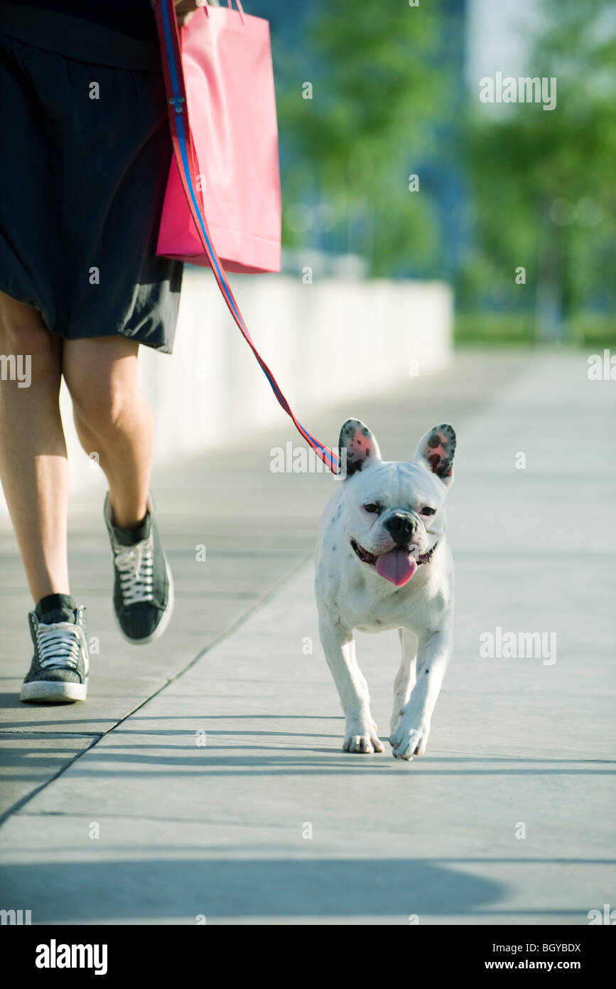 Dog on walk with owner Stock Photo - Alamy