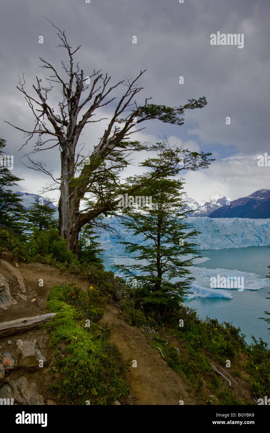 Lenga tree hi-res stock photography and images - Alamy