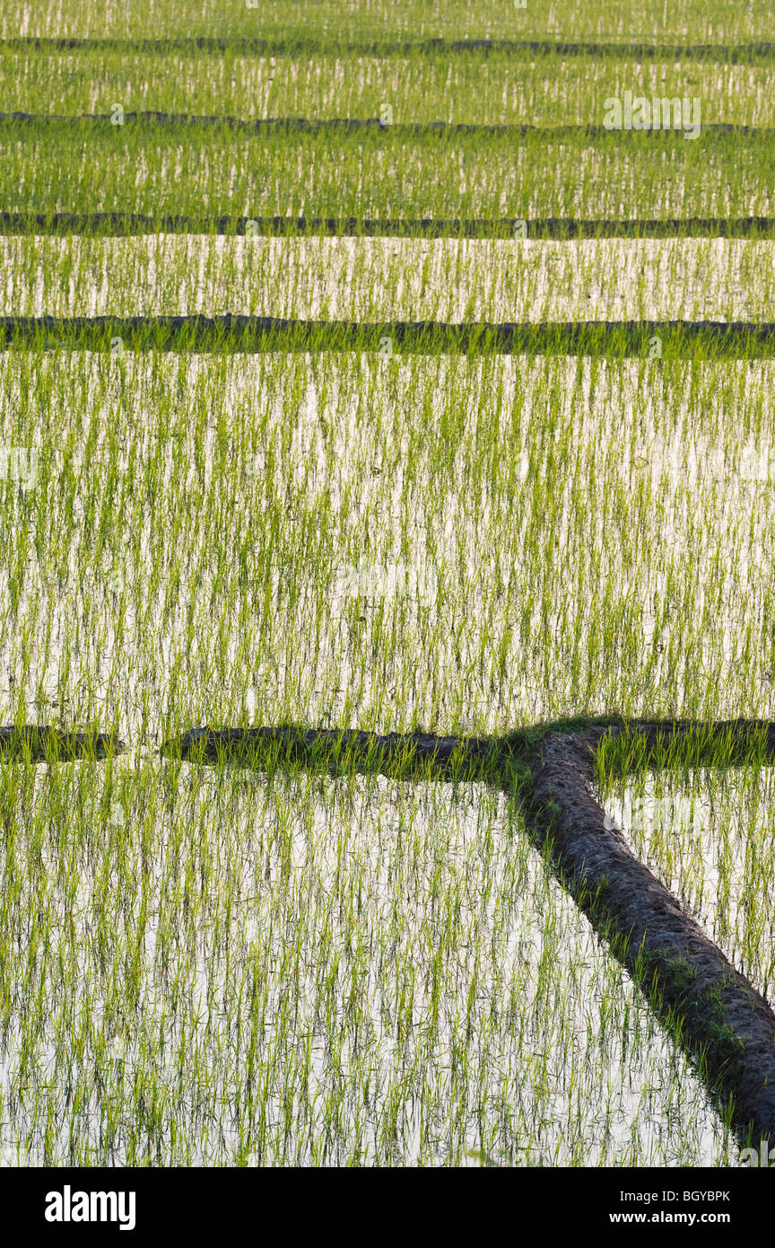 Rice paddy fields at sunset. Andhra Pradesh, India Stock Photo - Alamy