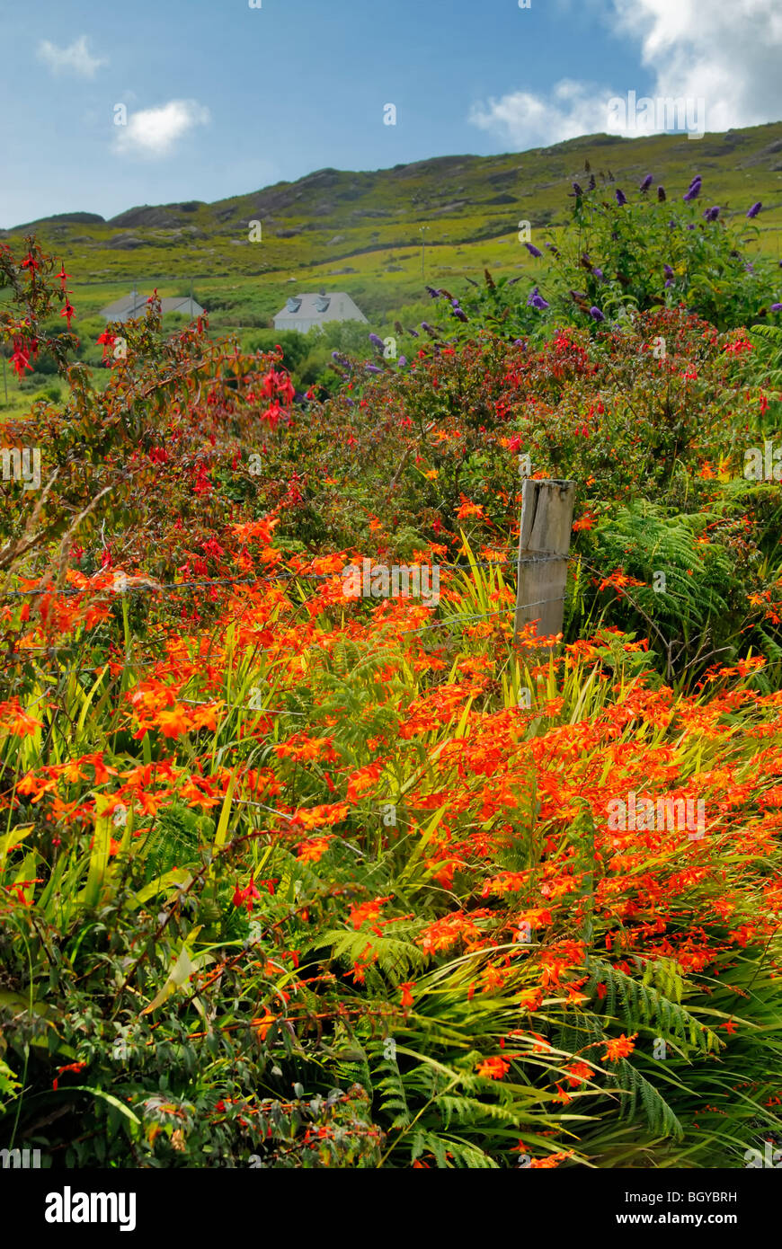 Wildflowers in a country scene Killarney Ireland Stock Photo - Alamy